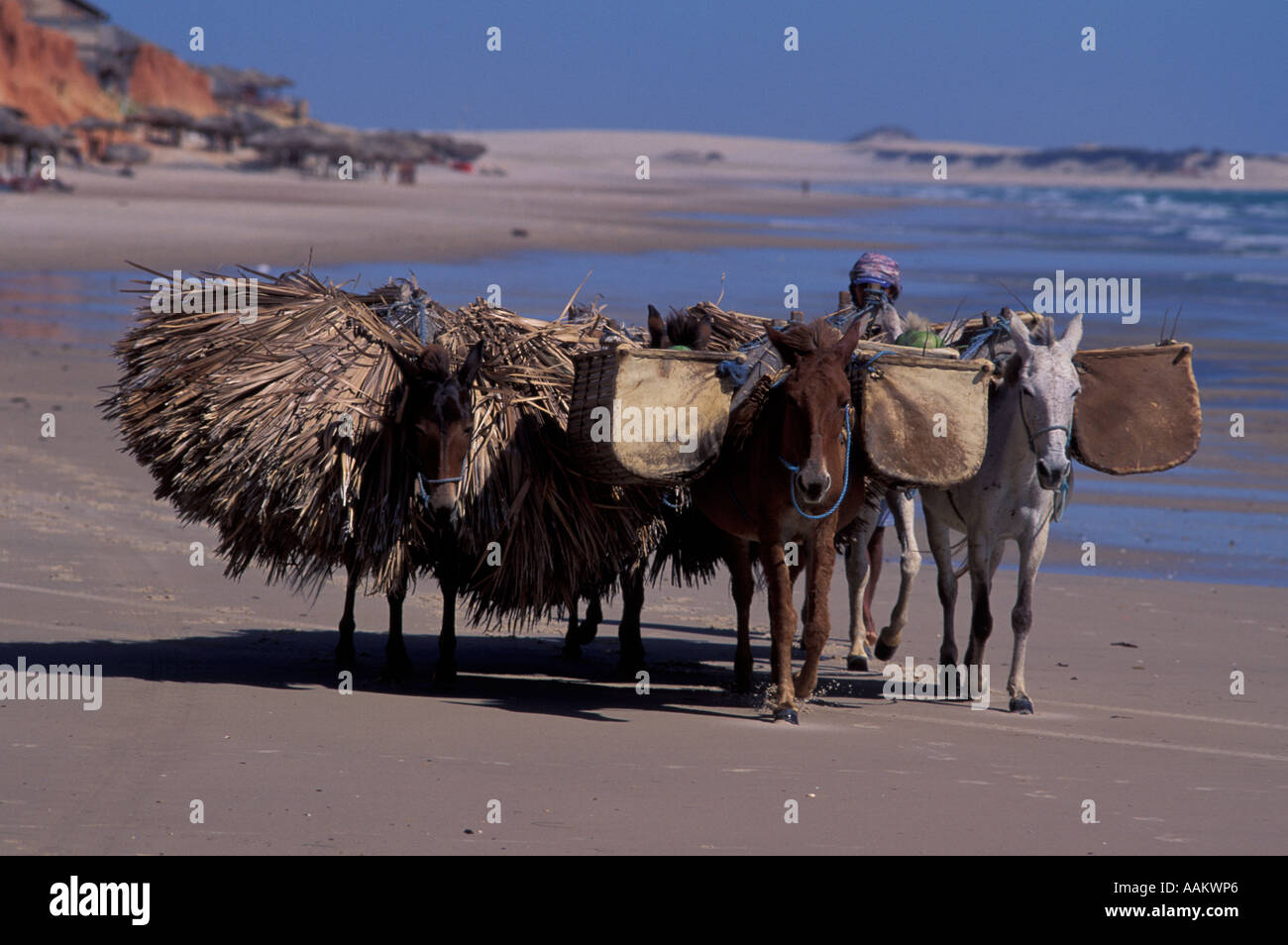Horses and donkeys carrying stuff ( straw ) for making roof, Ceara ...