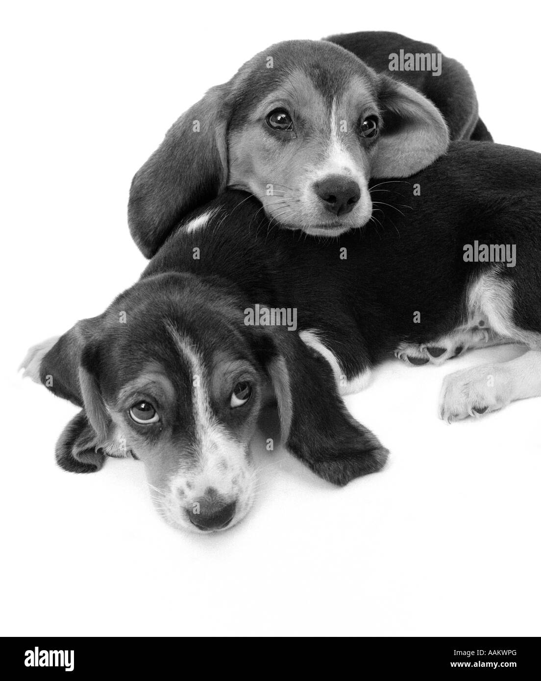 1960s TWO ADORABLE SAD EYED BEAGLE PUPPIES LYING ONE ON TOP THE OTHER ...