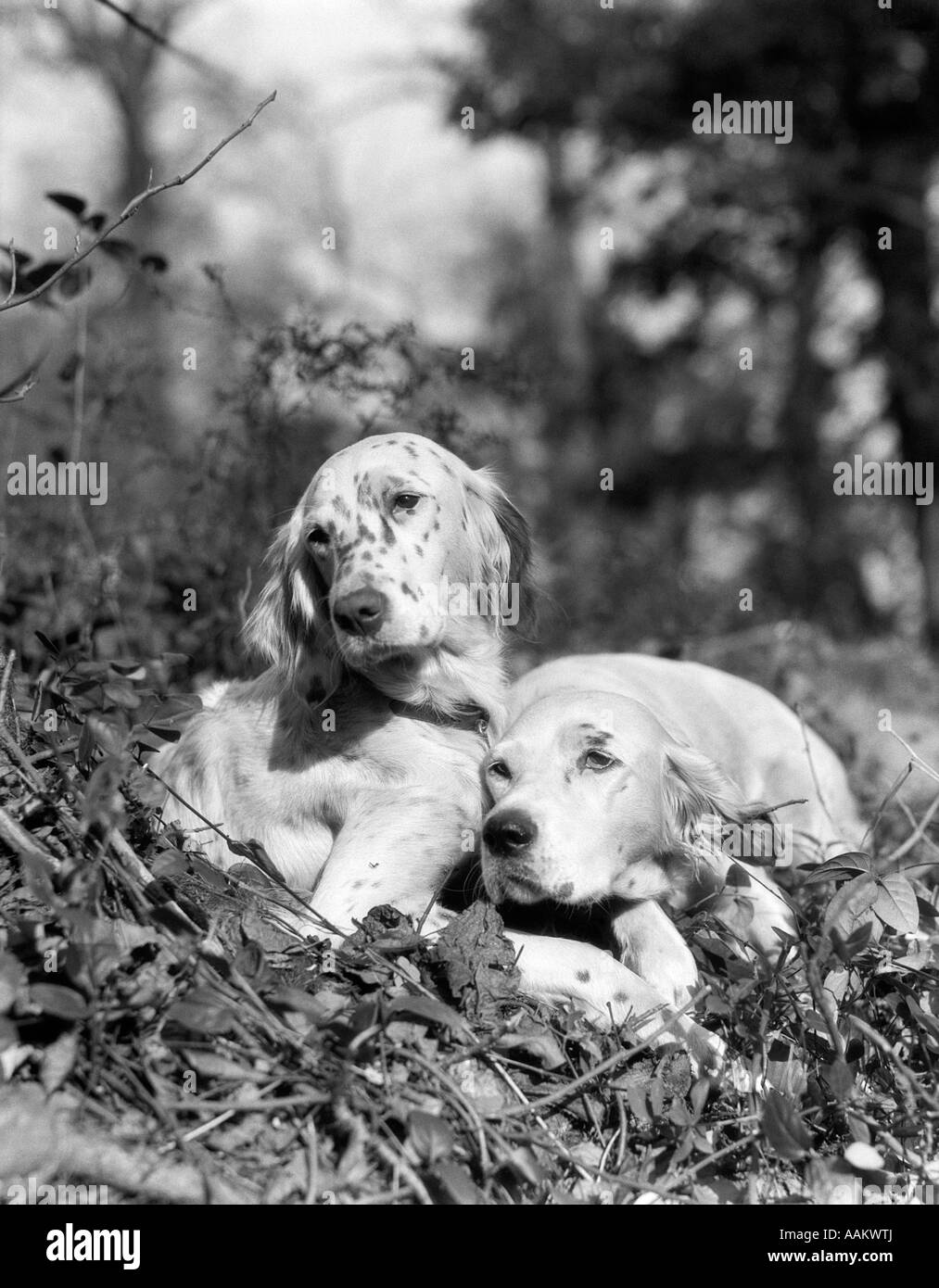 English setters hi-res stock photography and images - Alamy