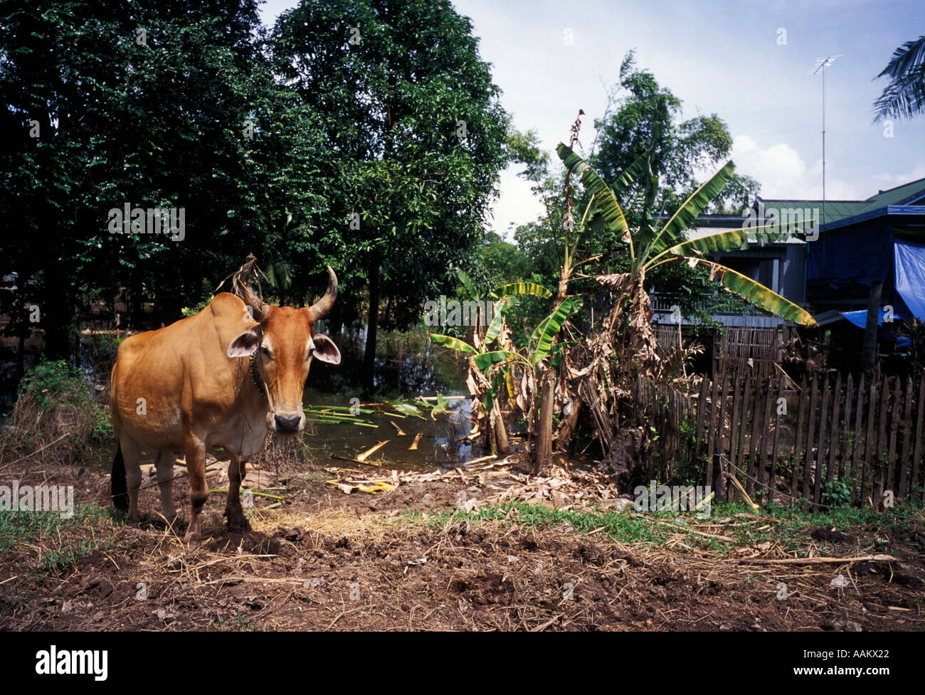 Ox in Cambodia Stock Photo - Alamy