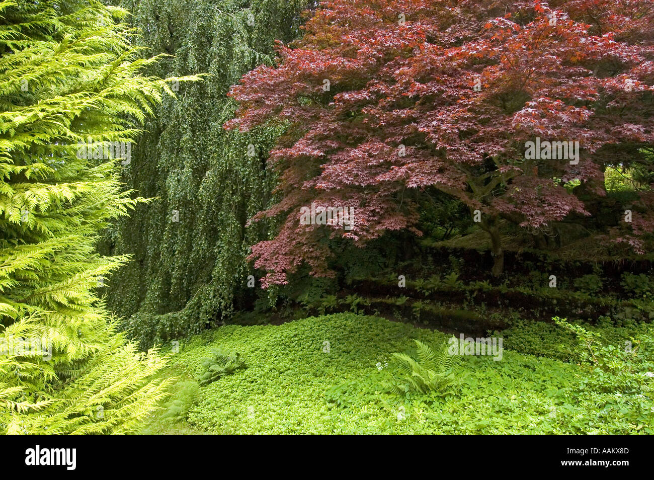 Leaves in three colours and shapes at Norrviken gardens in Båstad ...