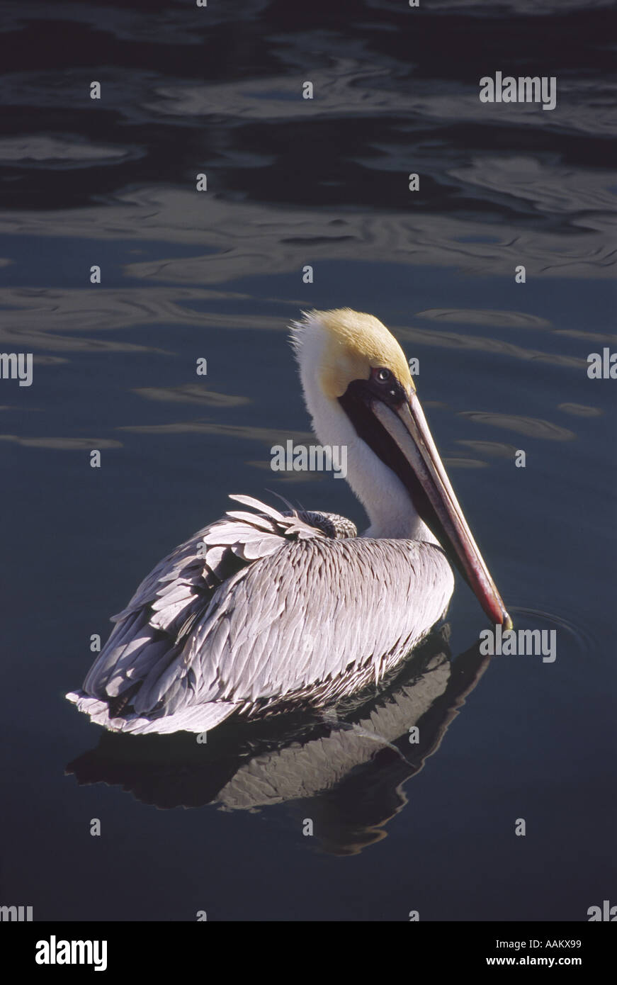Pelican Key West Florida USA Stock Photo - Alamy