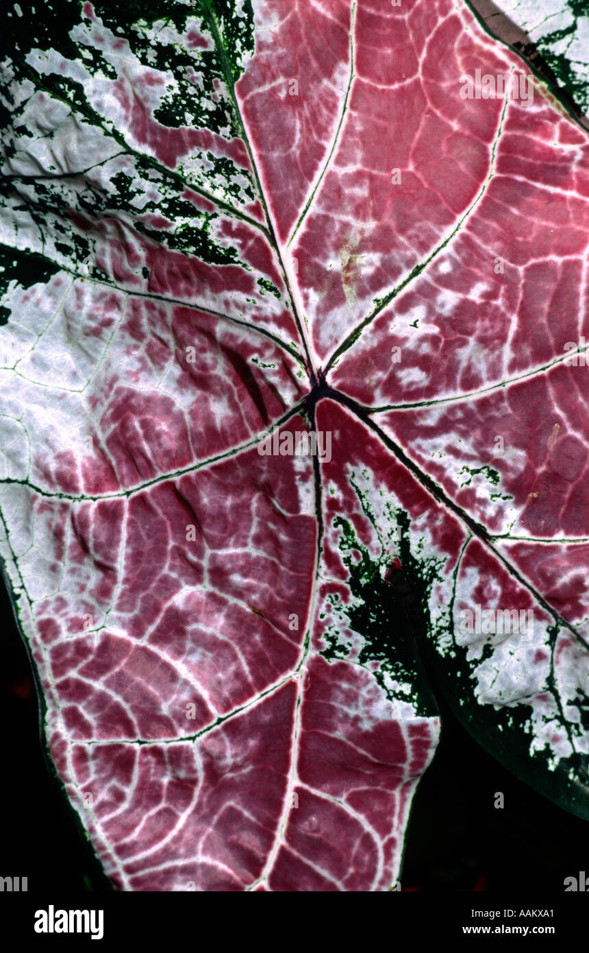 Caladium colors hi-res stock photography and images - Alamy