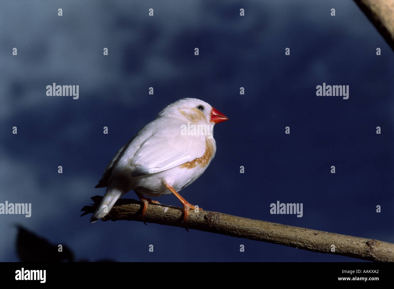 Finch like bill hi-res stock photography and images - Alamy