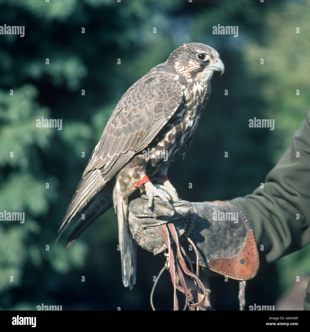 Altai falcon hi-res stock photography and images - Alamy