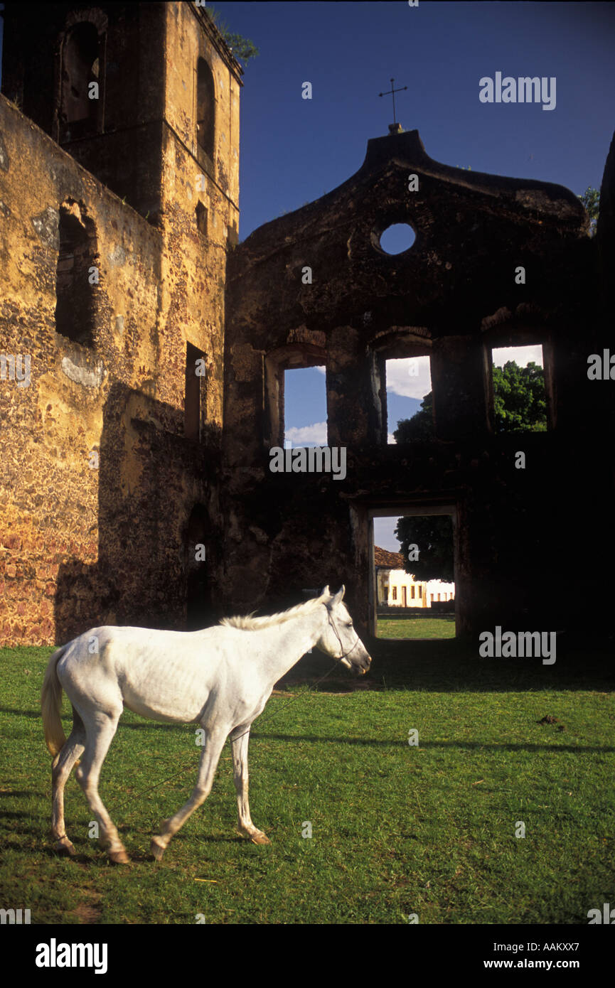 White horse at the ruins of the Matriz de Sao Mathias church, ( Saint ...