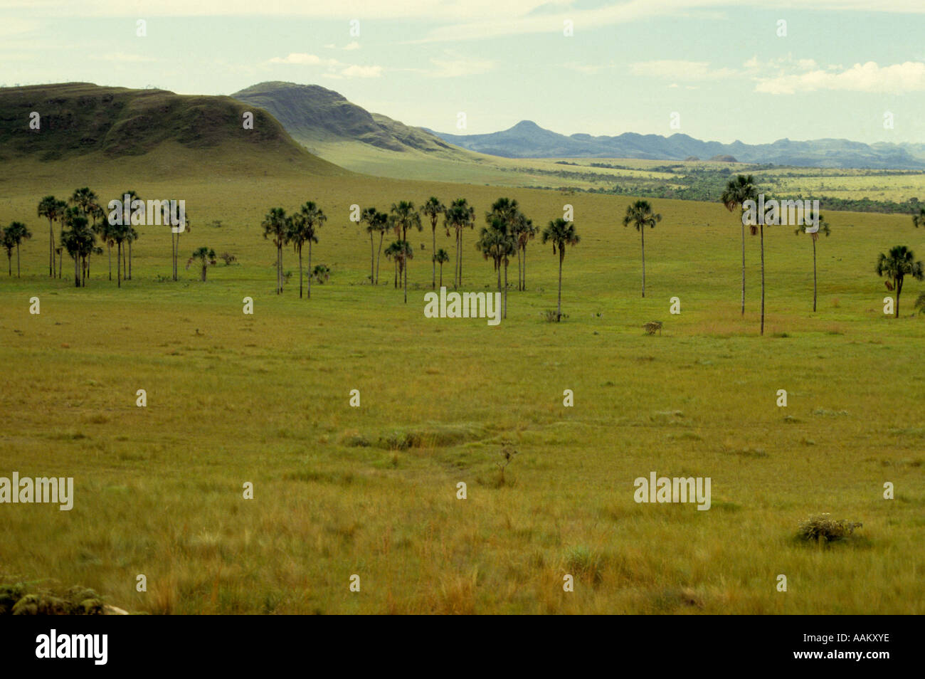 Buritis Vegetation of Cerrado the regional name given to the Brazilian ...