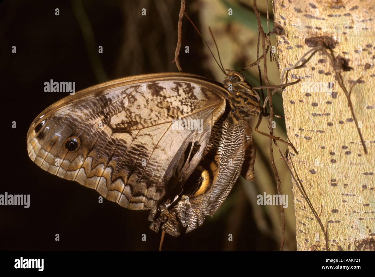Caligo memnon also known as the Owl Butterfly Stock Photo - Alamy