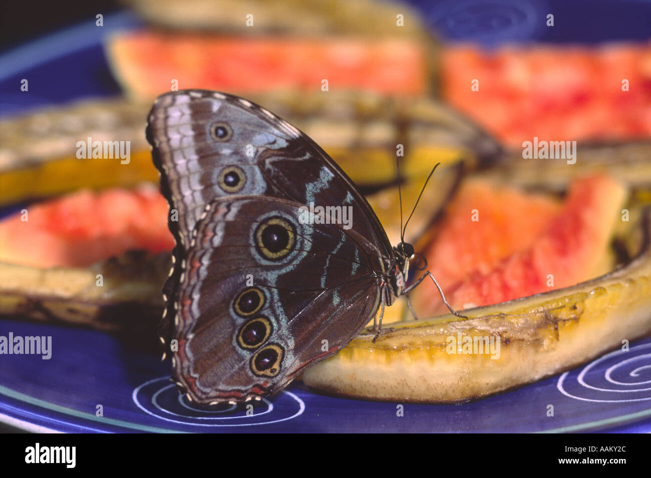 Butterfly eating fruit plate hi-res stock photography and images - Alamy