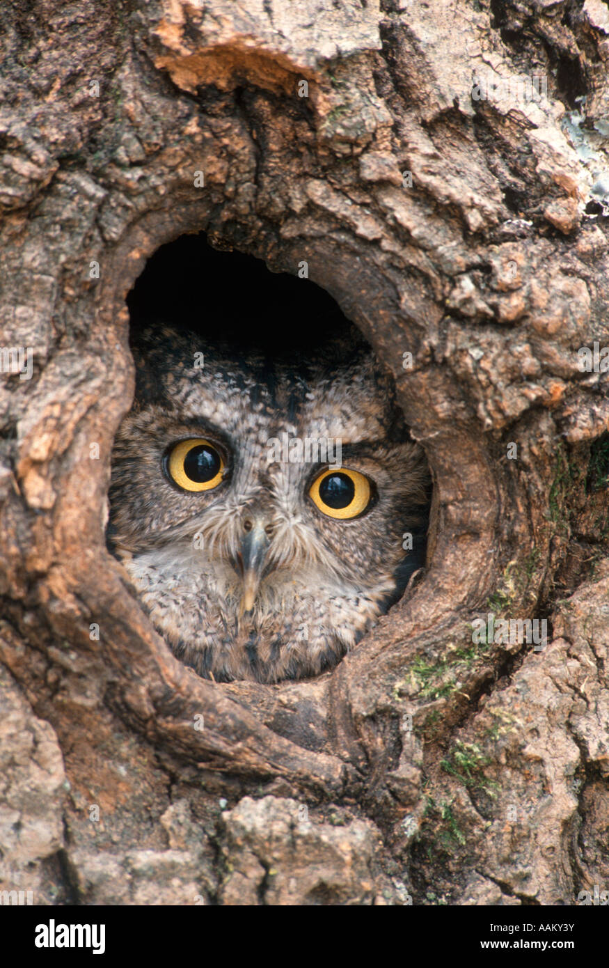 Screech owl in knot hi-res stock photography and images - Alamy