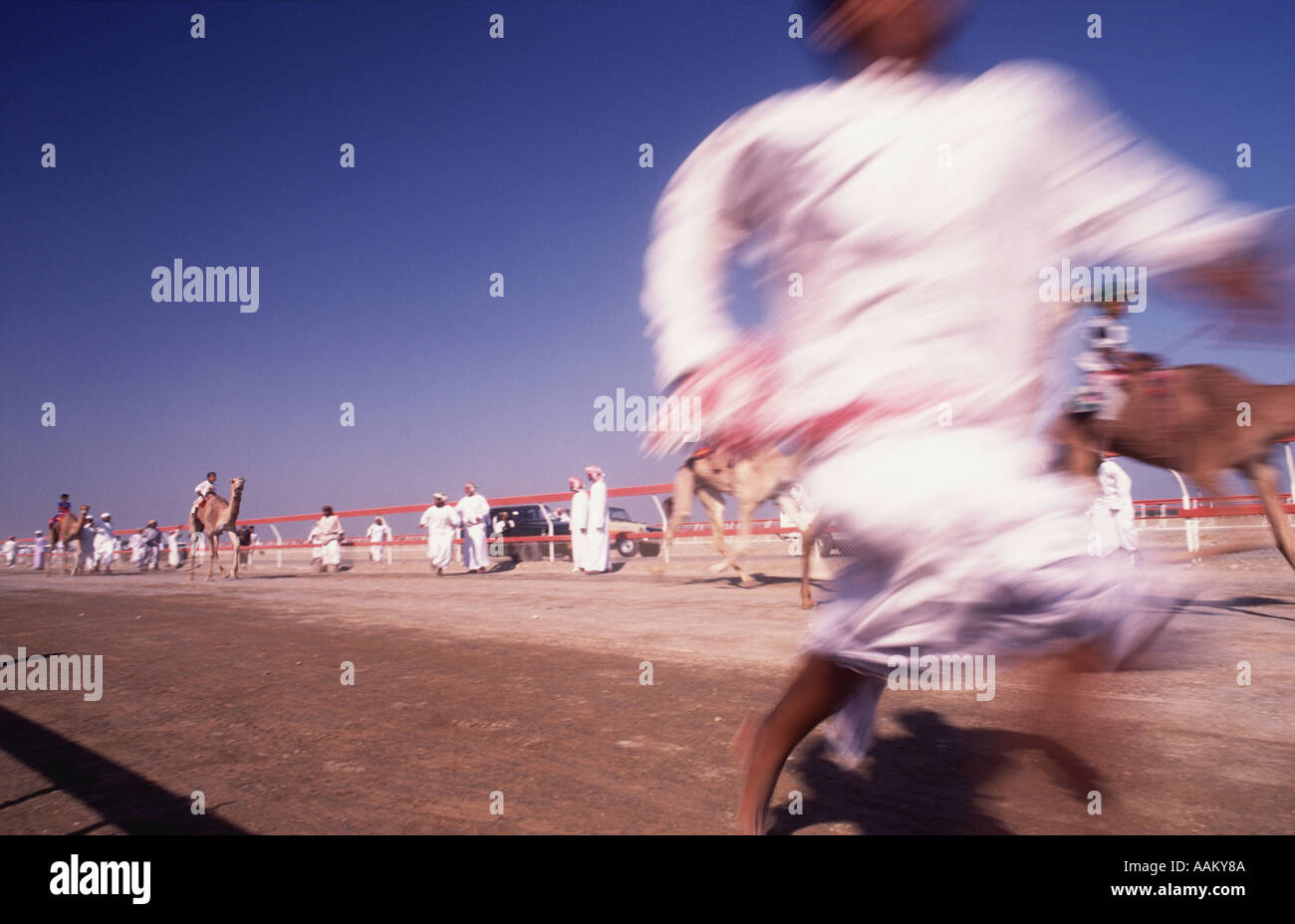 Oman camel racing hi-res stock photography and images - Alamy