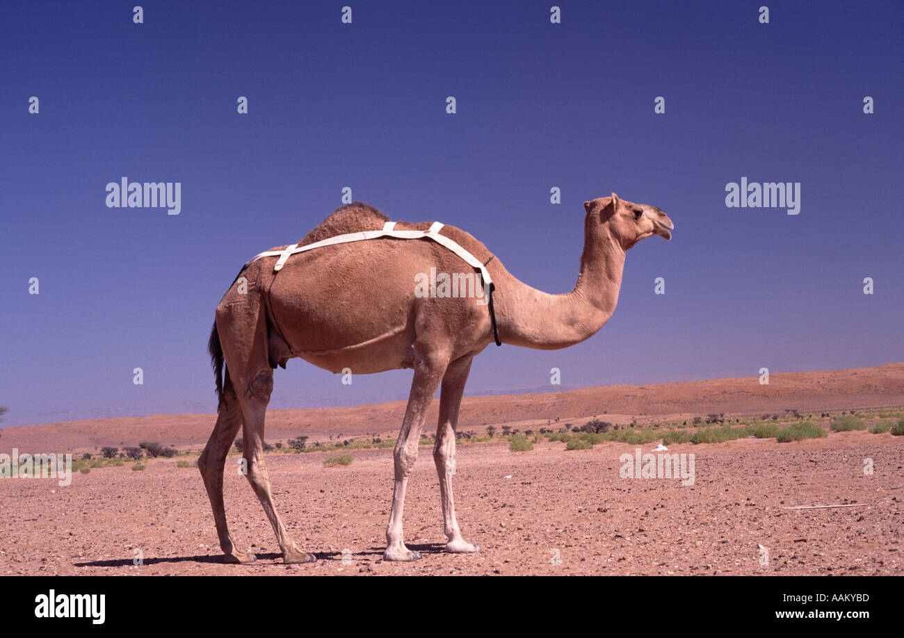 wahiba sands desert Stock Photo - Alamy