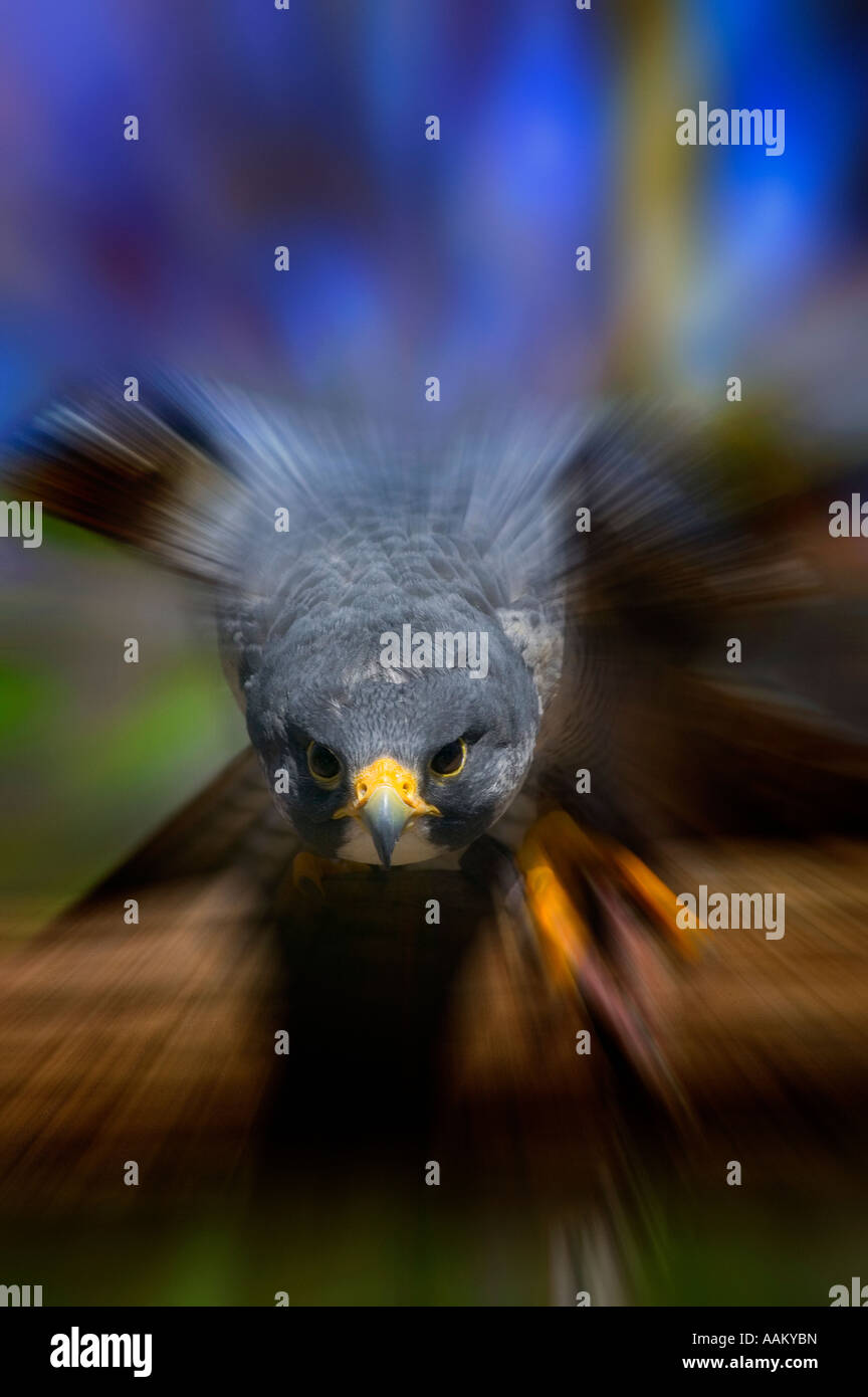 Peregrine falcon looking at camera hi-res stock photography and images ...