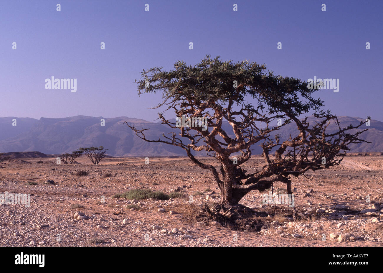 frankincense trees Oman Stock Photo - Alamy