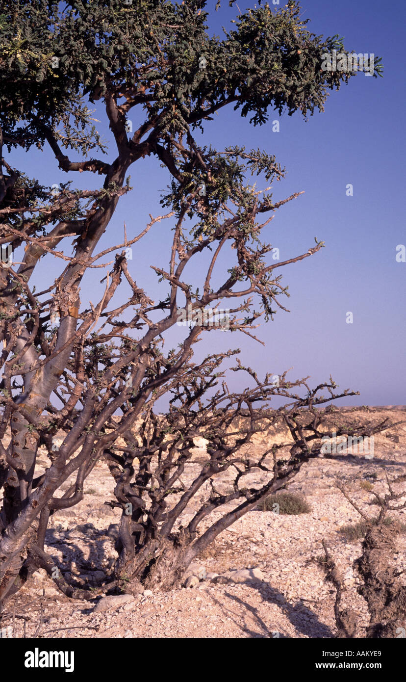 frankincense trees Oman Stock Photo - Alamy