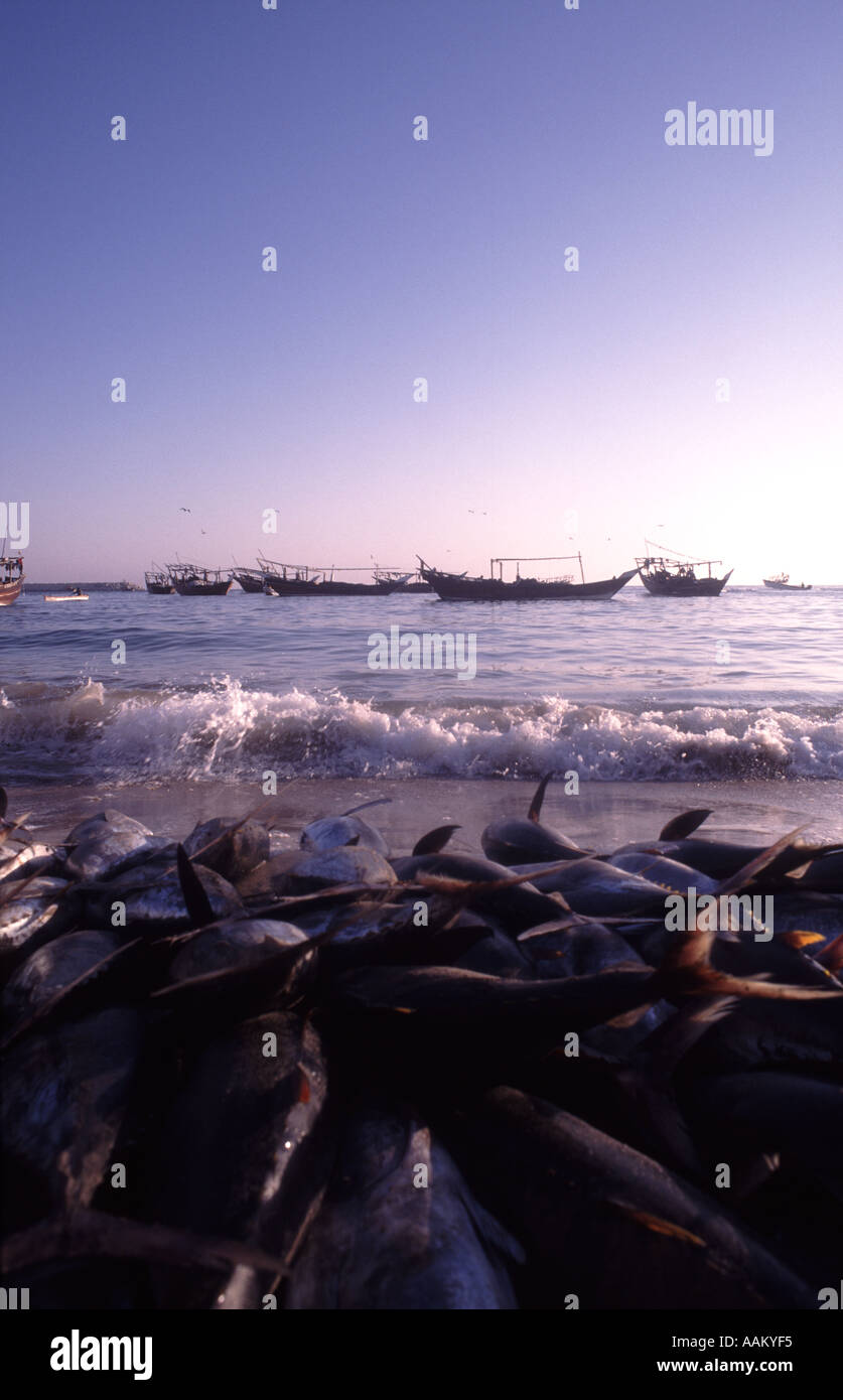 Sultan fish hi-res stock photography and images - Alamy