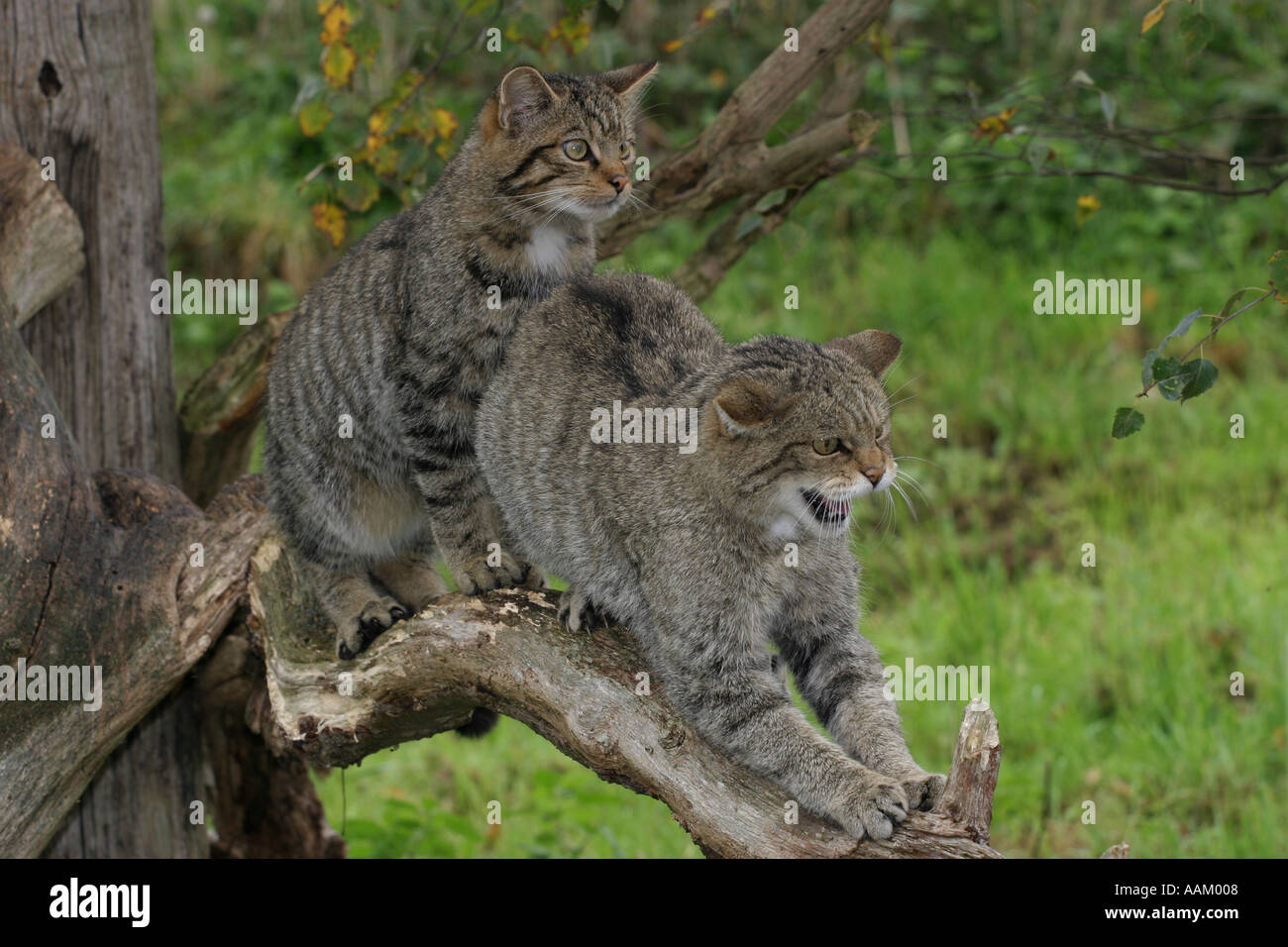 Scottish wildcat tree hi-res stock photography and images - Alamy