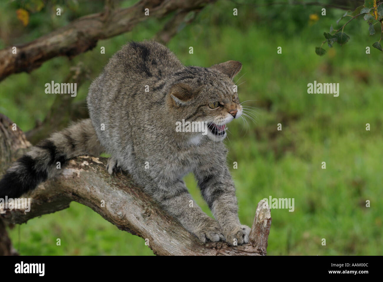 Scottish wildcat tree hi-res stock photography and images - Alamy