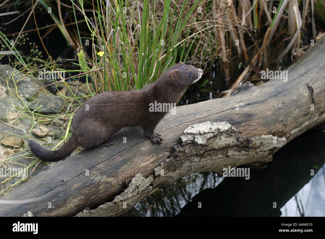 Mink uk british hi-res stock photography and images - Alamy