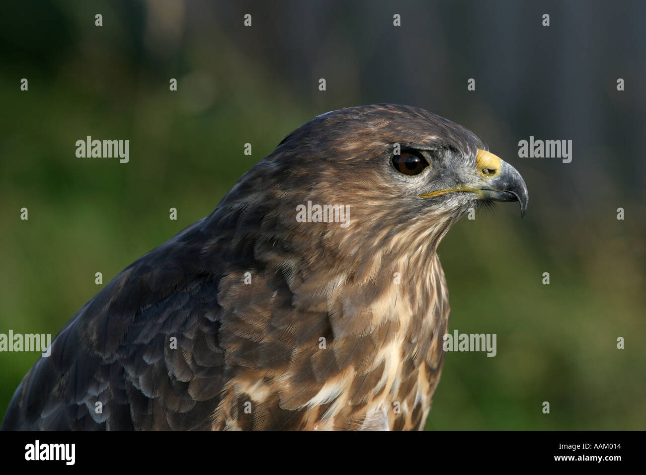 British buzzard hi-res stock photography and images - Alamy