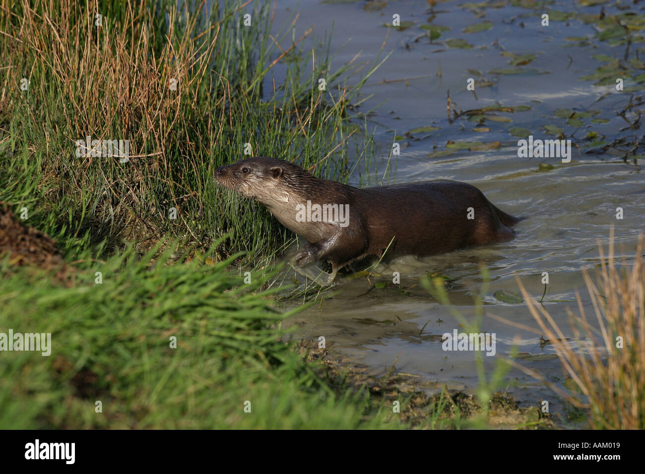 Uk otter land hi-res stock photography and images - Alamy
