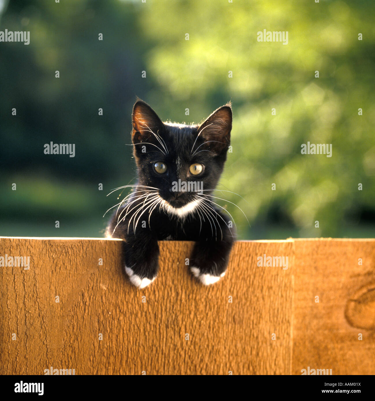 Cat looking over fence hi-res stock photography and images - Alamy