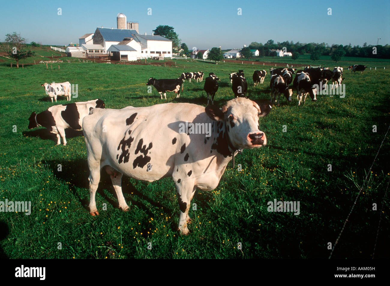 DAIRY CATTLE IN THE FIELD Stock Photo - Alamy