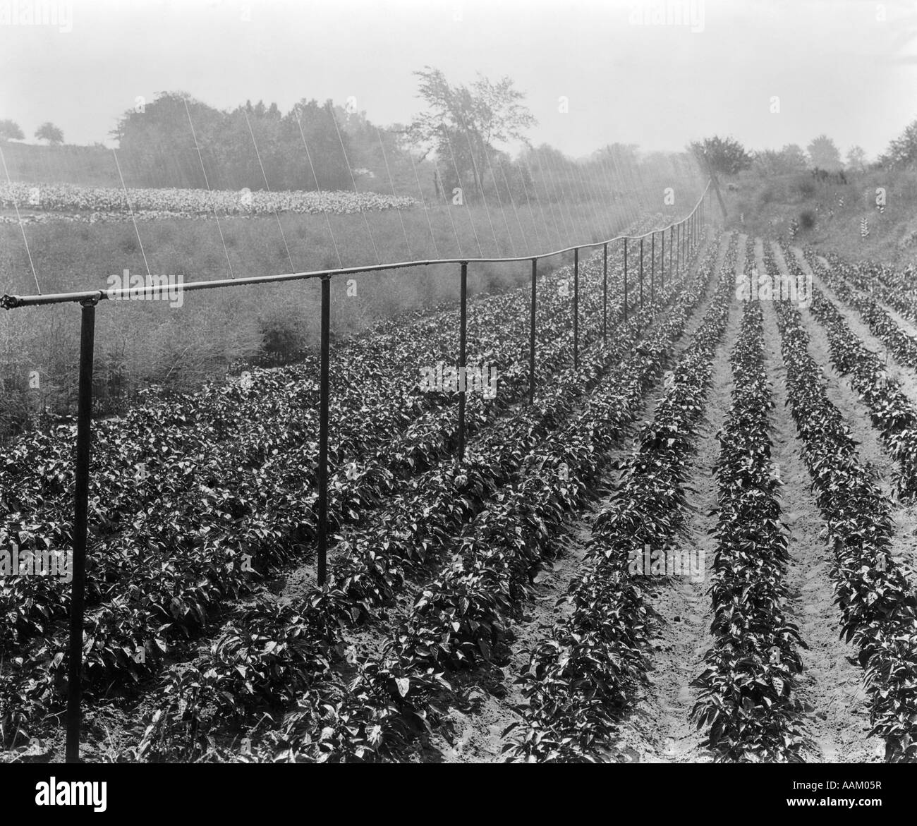 Crops grow Black and White Stock Photos & Images - Alamy