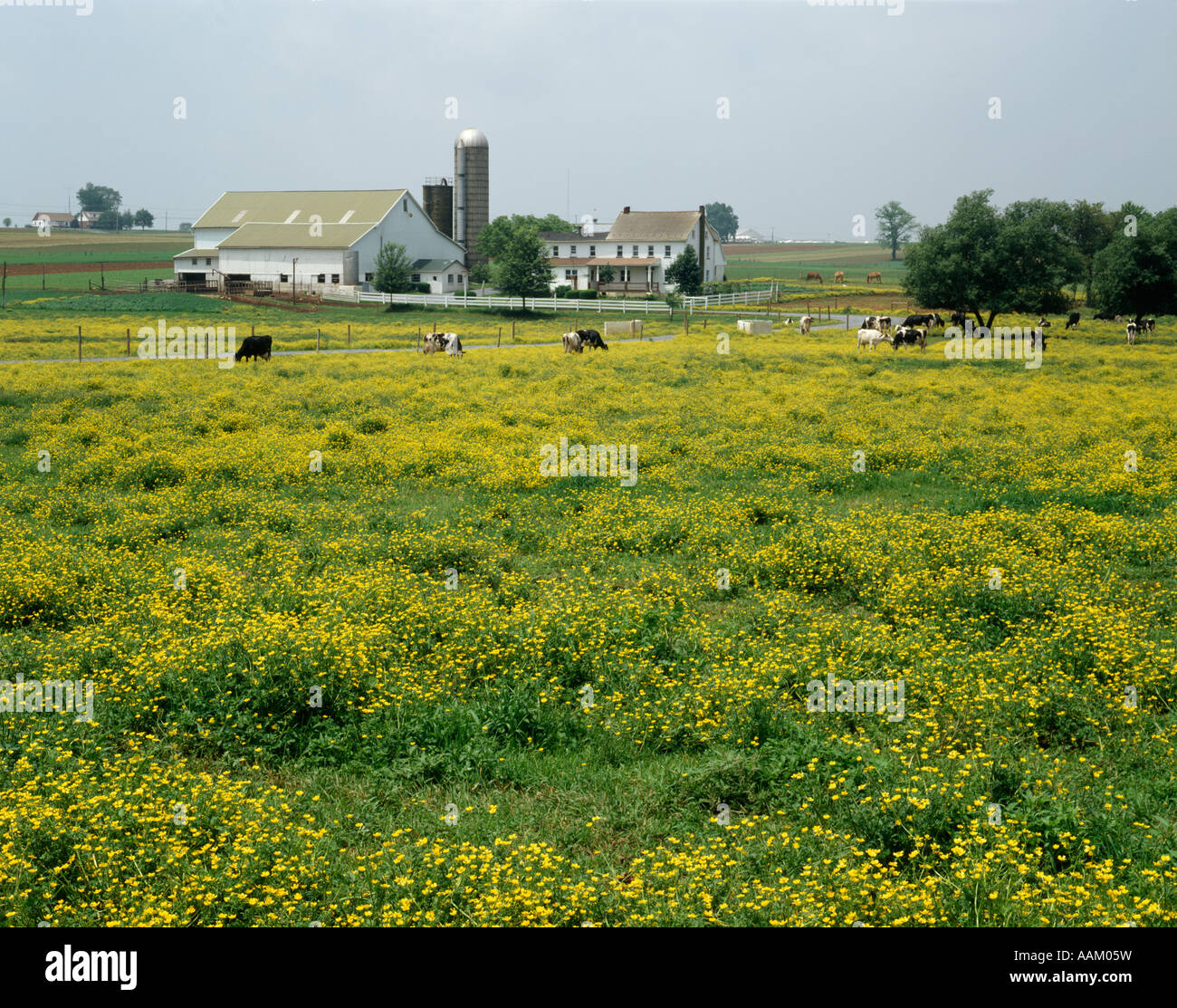1970s 1980s 1990s DAIRY CATTLE IN FIELD Stock Photo - Alamy