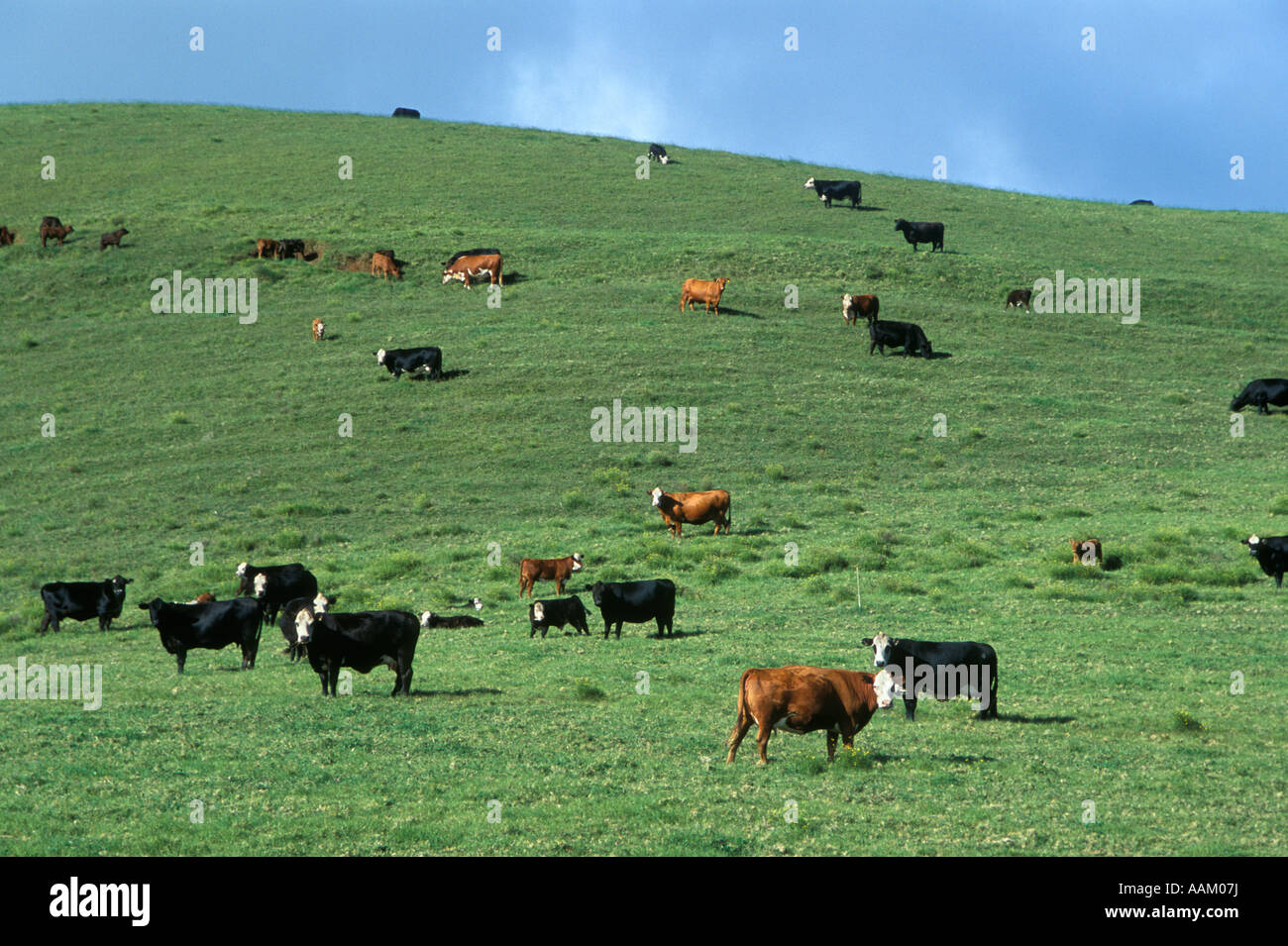 CATTLE RANCH HAWAII Stock Photo - Alamy