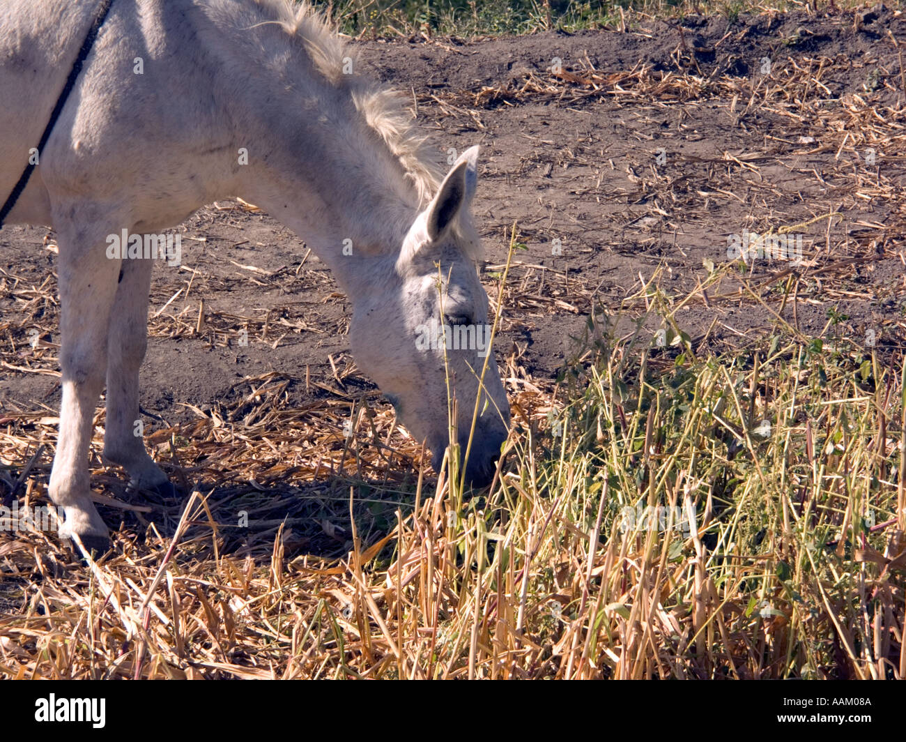 Mules and horses hi-res stock photography and images - Alamy