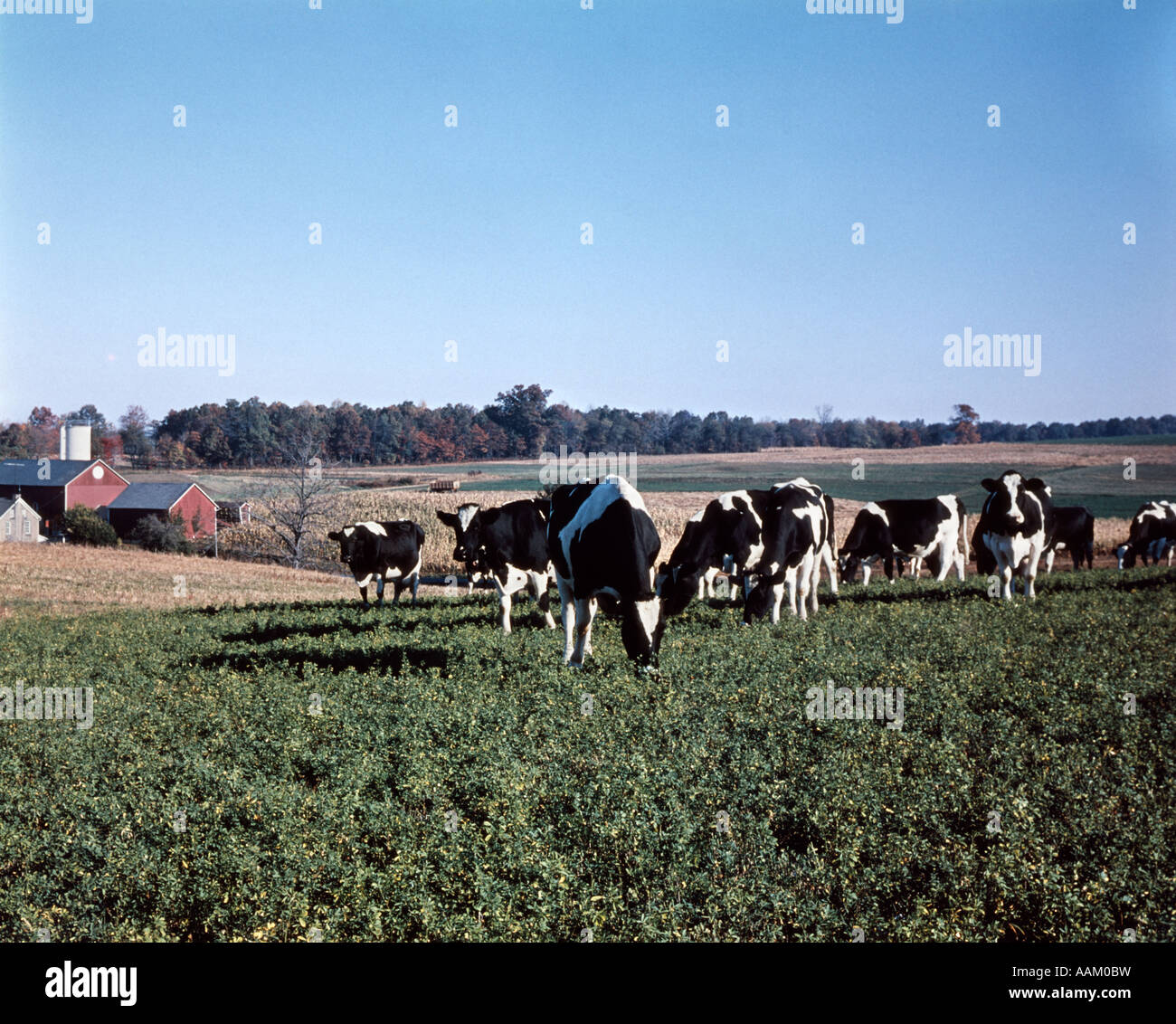 CATTLE HERD COWS GRASS FIELD GRAZE GRAZING FARM FARMING Stock Photo - Alamy