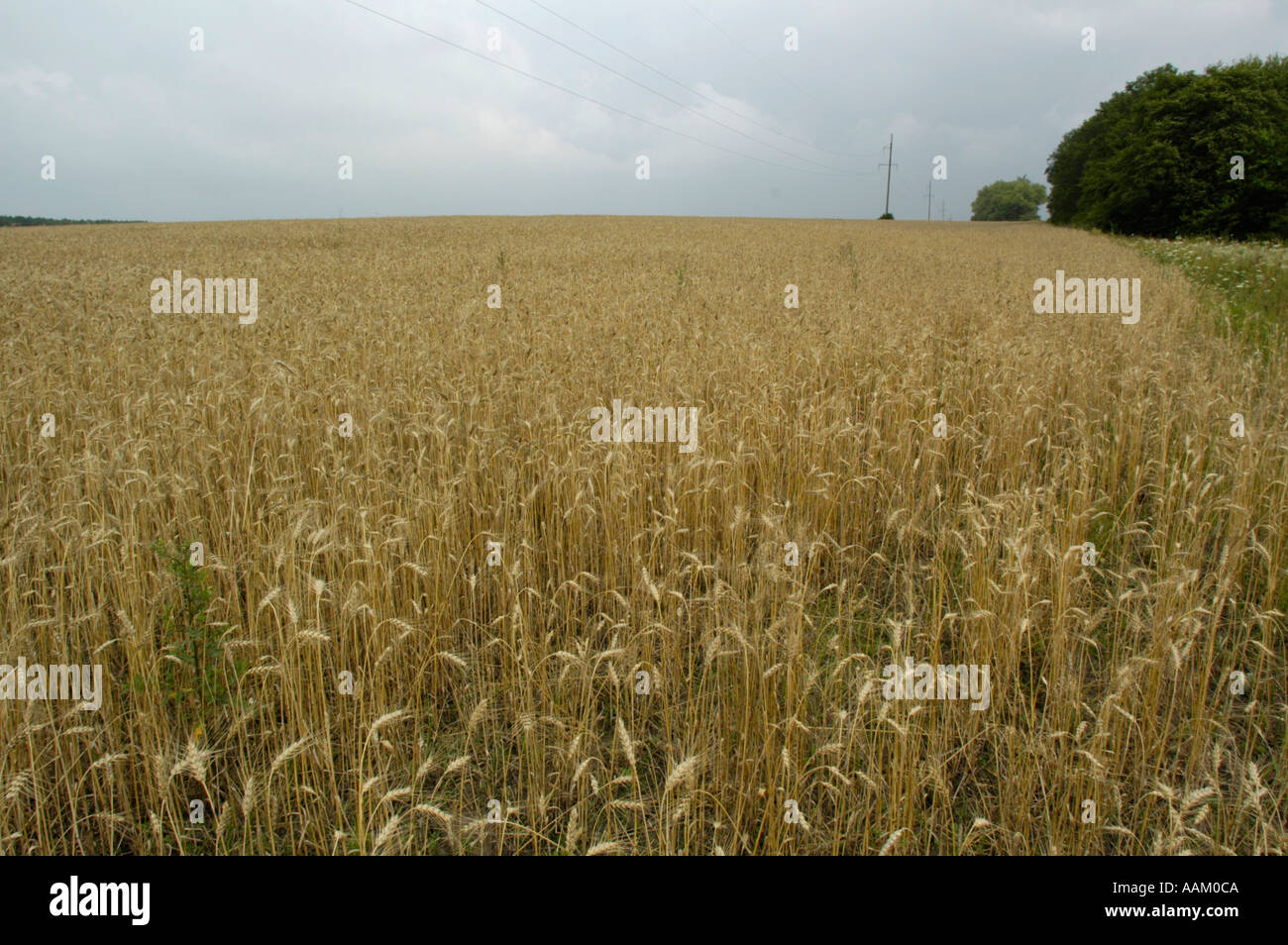 Ukrainian agrarian hi-res stock photography and images - Alamy