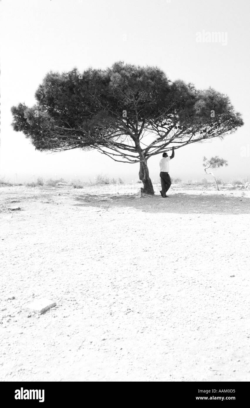 Malta tree Black and White Stock Photos & Images - Alamy