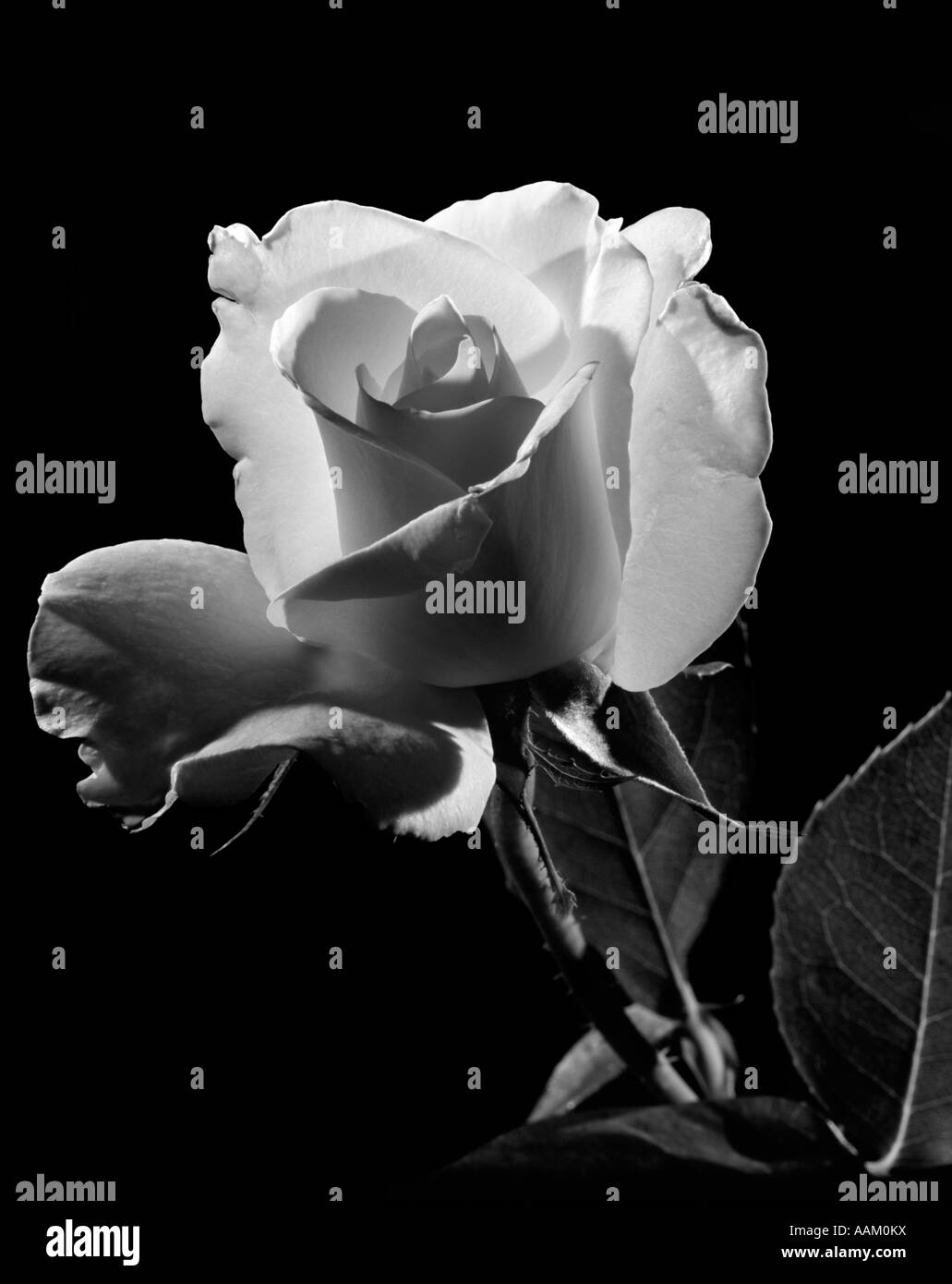 1940s CLOSE-UP OF LIGHT-COLORED ROSE Stock Photo - Alamy