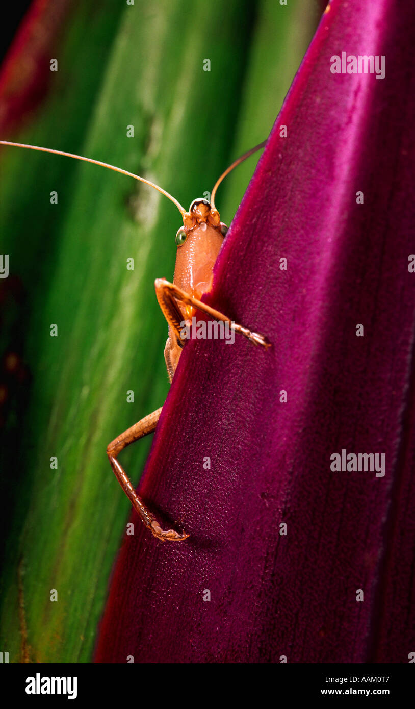 Conehead Katydid, Neoconocephalus robustus Stock Photo - Alamy
