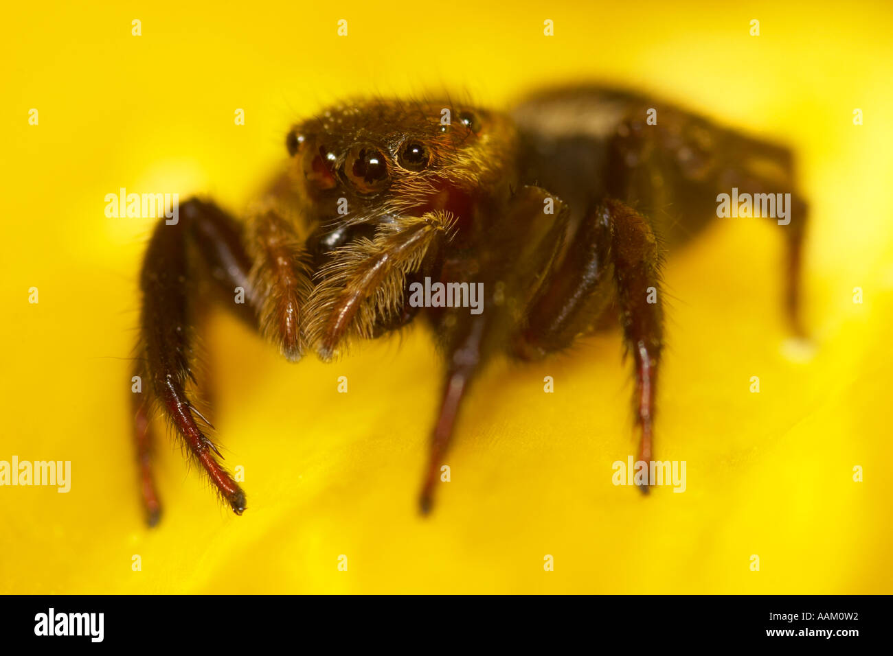 Jumping Spider, Sitticus pubescens Stock Photo - Alamy