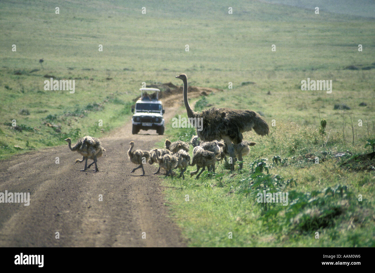Female Masai Ostrich escorting her chicks across a dirt track ahead of ...