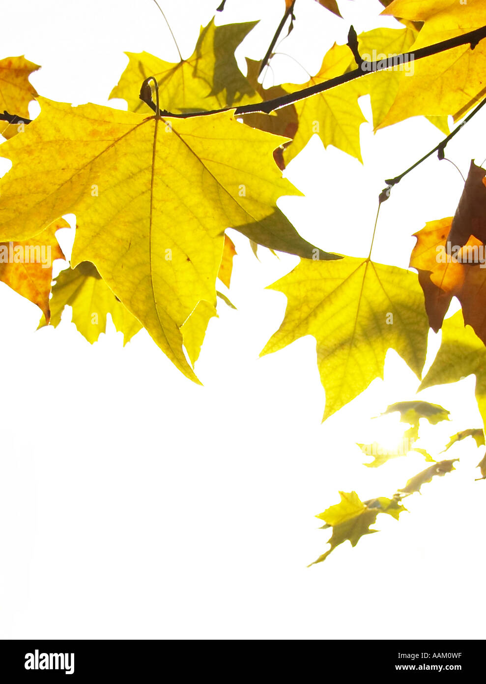 Backlit dying leaf hi-res stock photography and images - Alamy