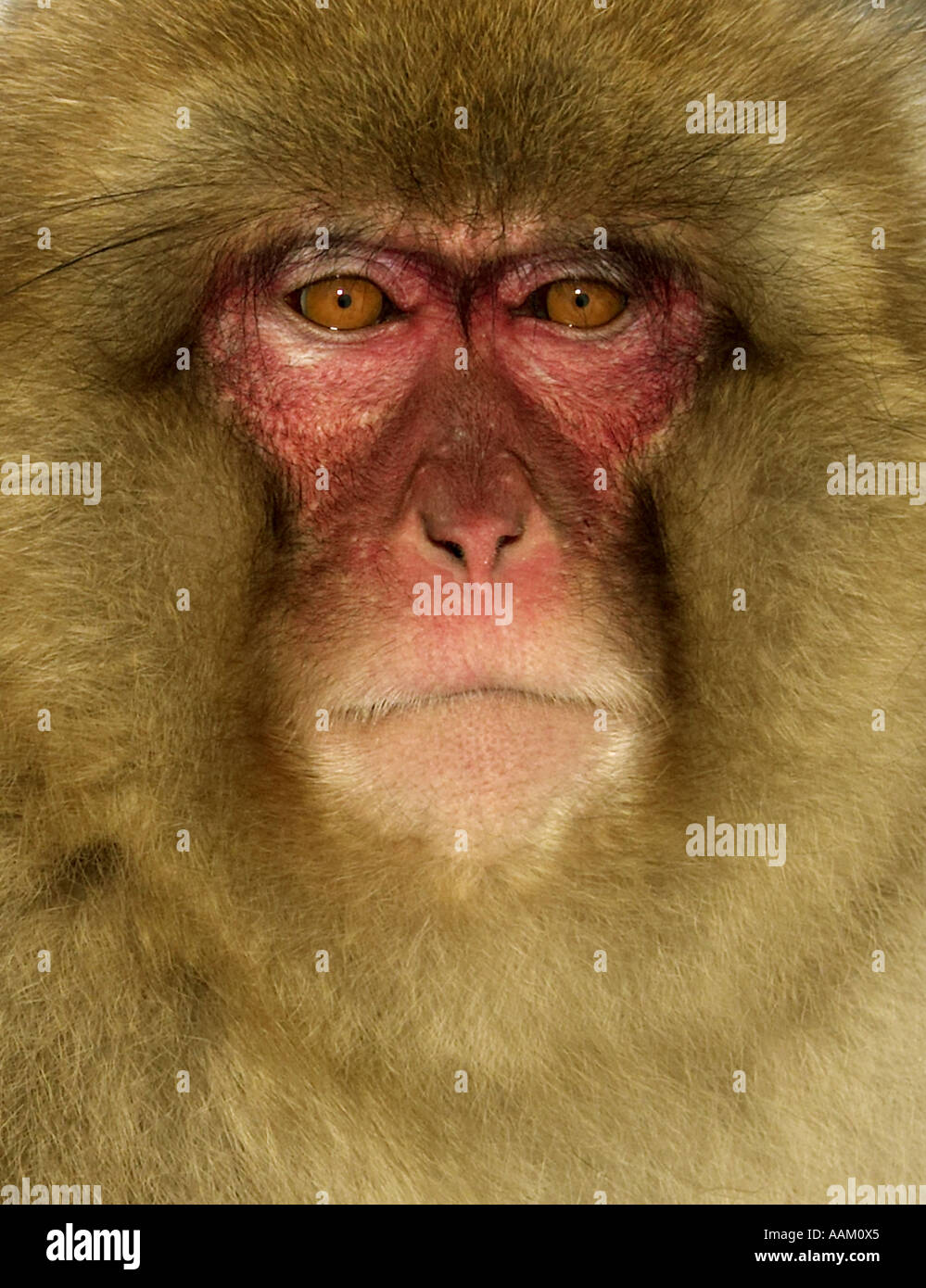 Snow Monkey Portrait Stock Photo - Alamy