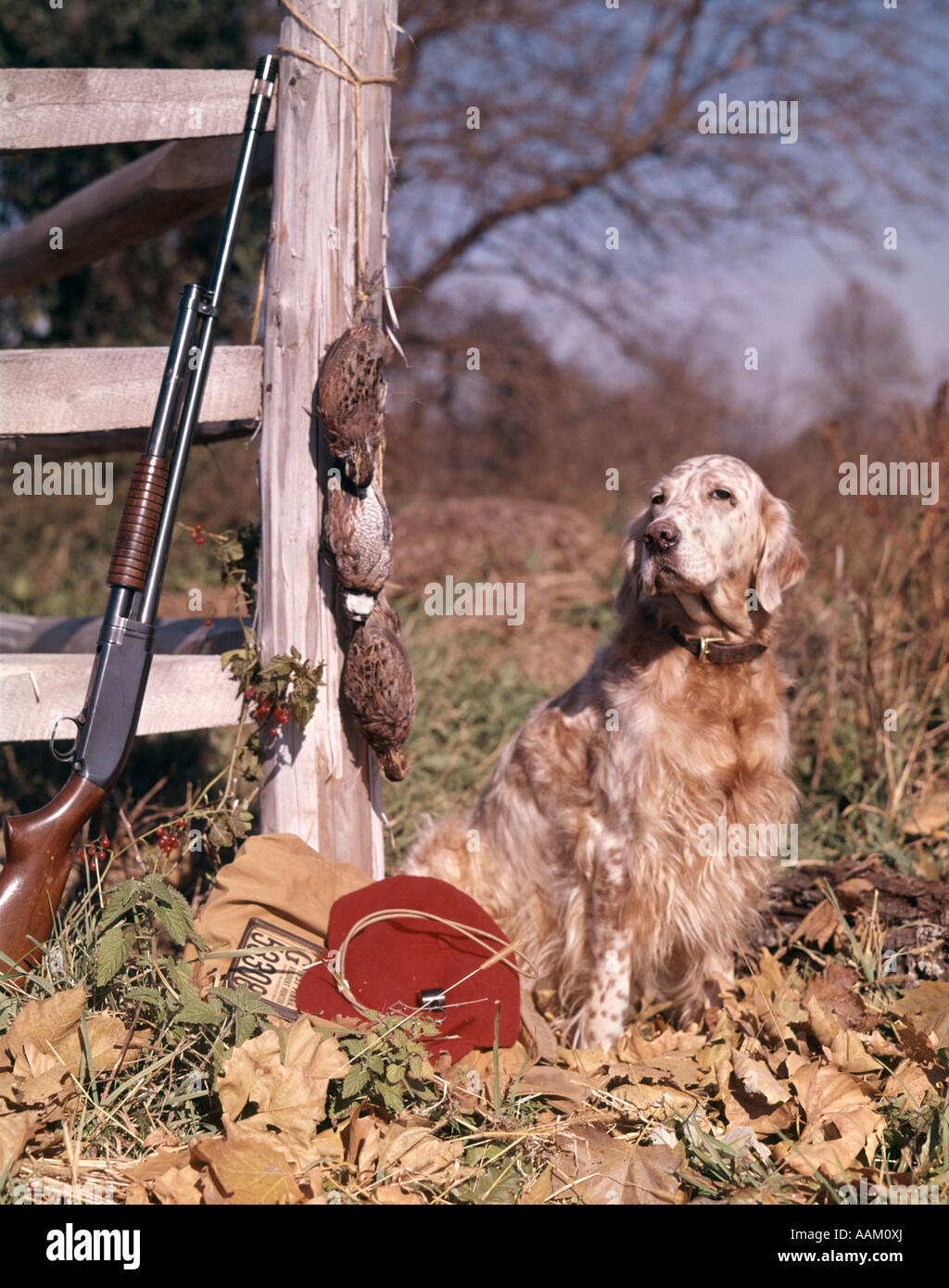 1960s SETTER SITTING BY HUNTED GAME BIRDS GUN Stock Photo - Alamy