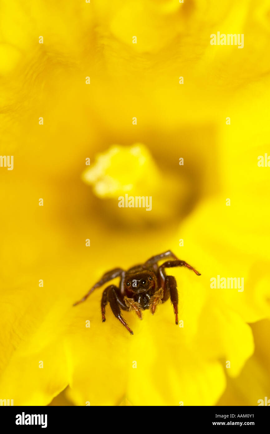 Jumping Spider, Sitticus pubescens, sitting inside a Daffodil Stock ...