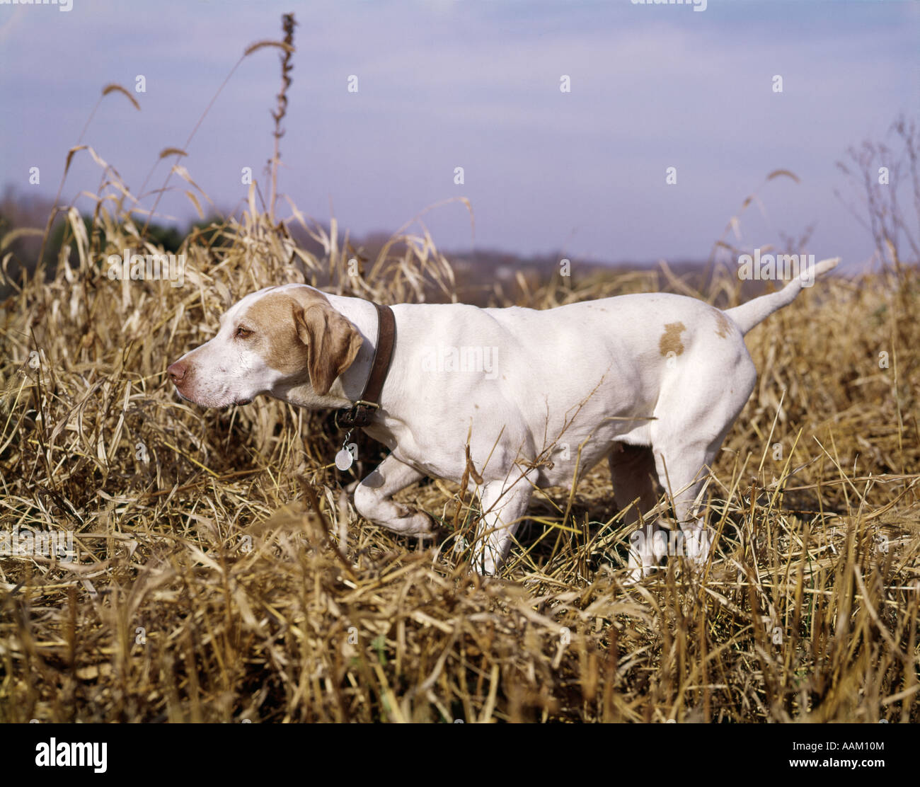 1960s hunter hi-res stock photography and images - Alamy