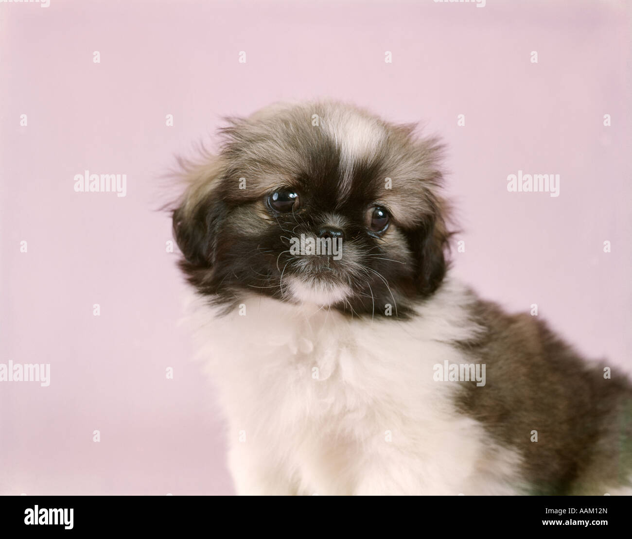 CUTE PEKINGESE DOG PORTRAIT PINK BACKGROUND Stock Photo - Alamy