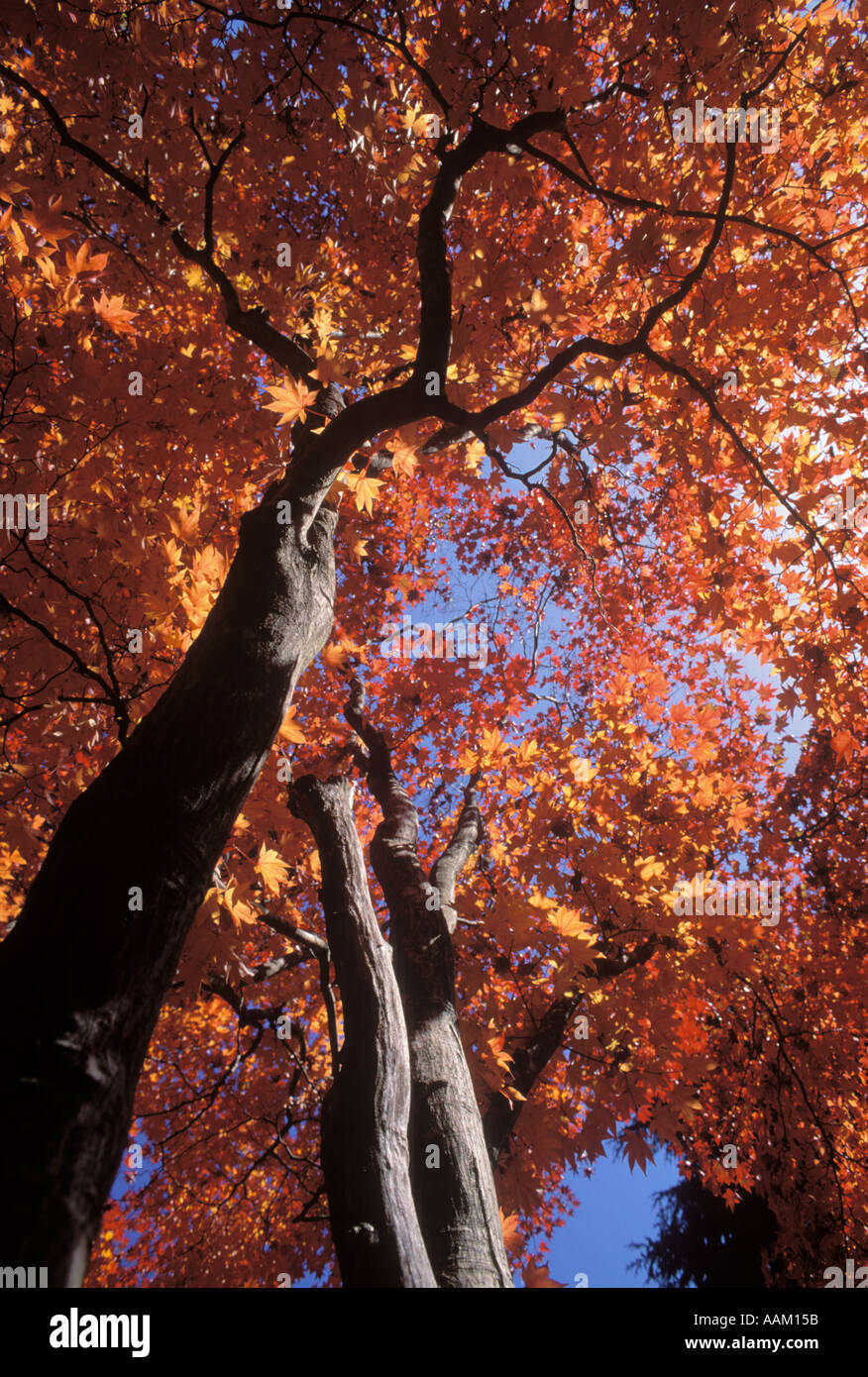 MAPLE LEAVES turn a brilliant red during JAPAN S fall season FUJI ...