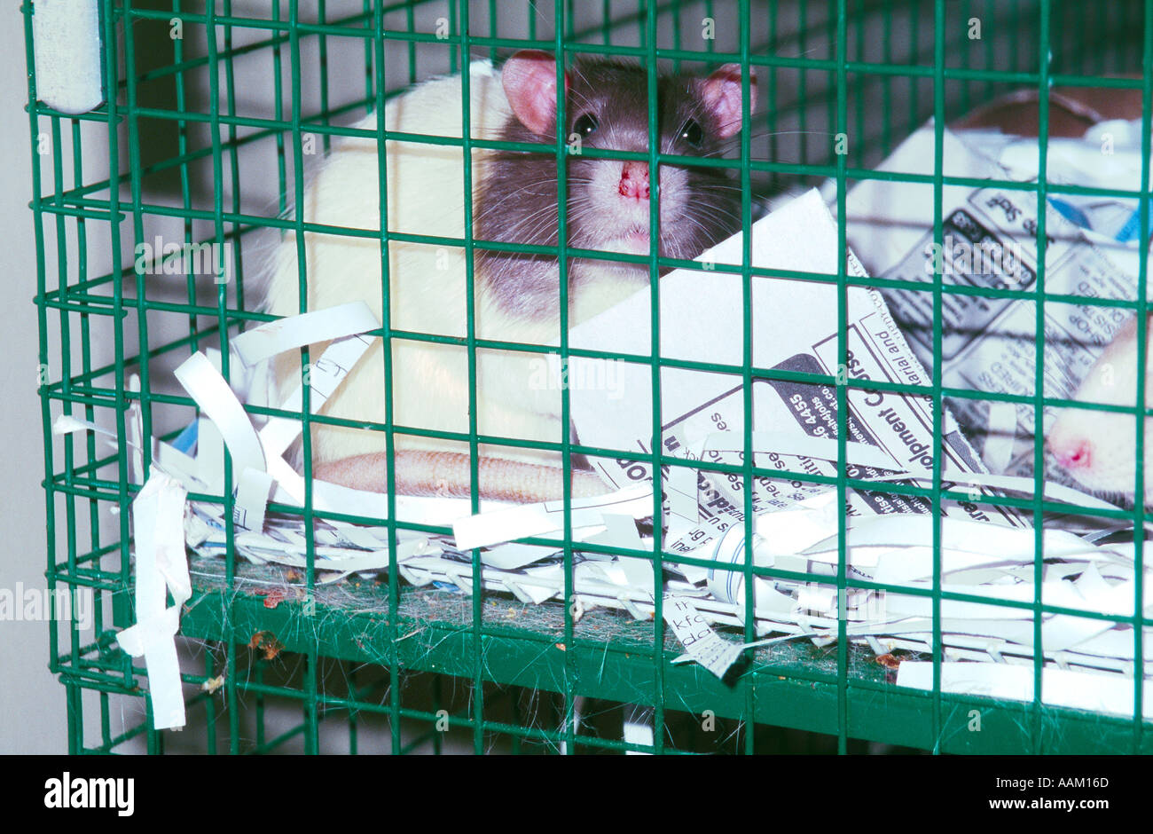 Rat Cage Rats with Newspaper Used in Cage Recycling Stock Photo - Alamy