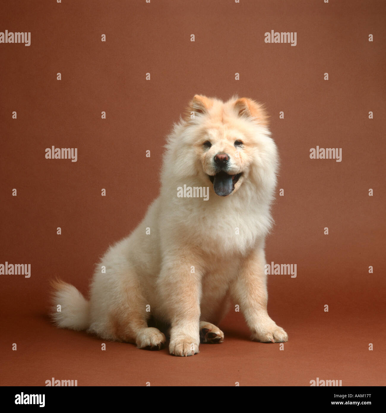 BLONDE FURRY CHOW DOG BROWN SEAMLESS LOOKING AT CAMERA Stock Photo - Alamy