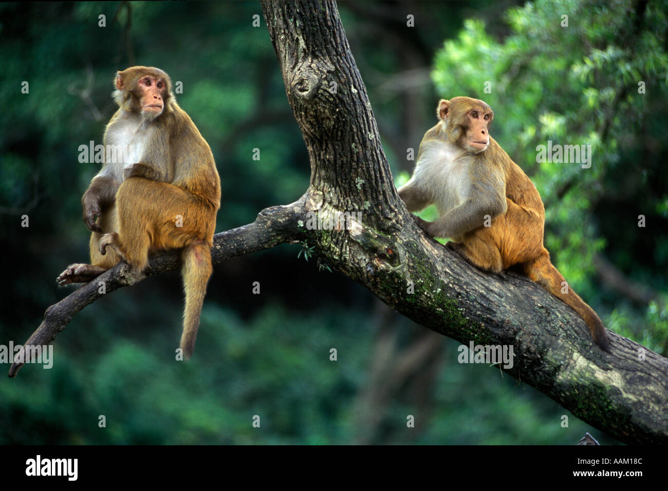 MONKIES in a tree at the PASHUPATINATH TEMPLE COMPLEX KATHAMANDU NEPAL ...