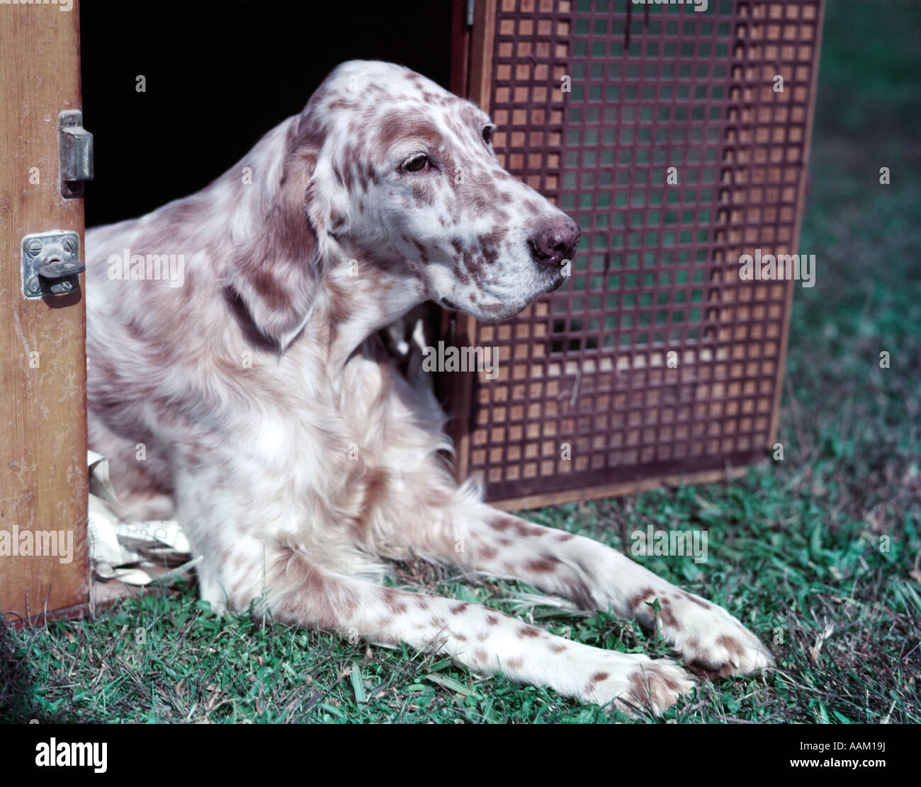 Spotted setter hi-res stock photography and images - Alamy