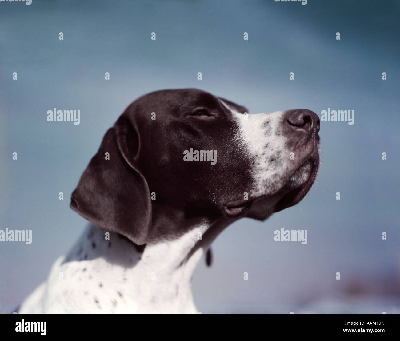 1950s PORTRAIT OF BROWN & WHITE POINTER DOG AGAINST BLUE SKY PROFILE ...